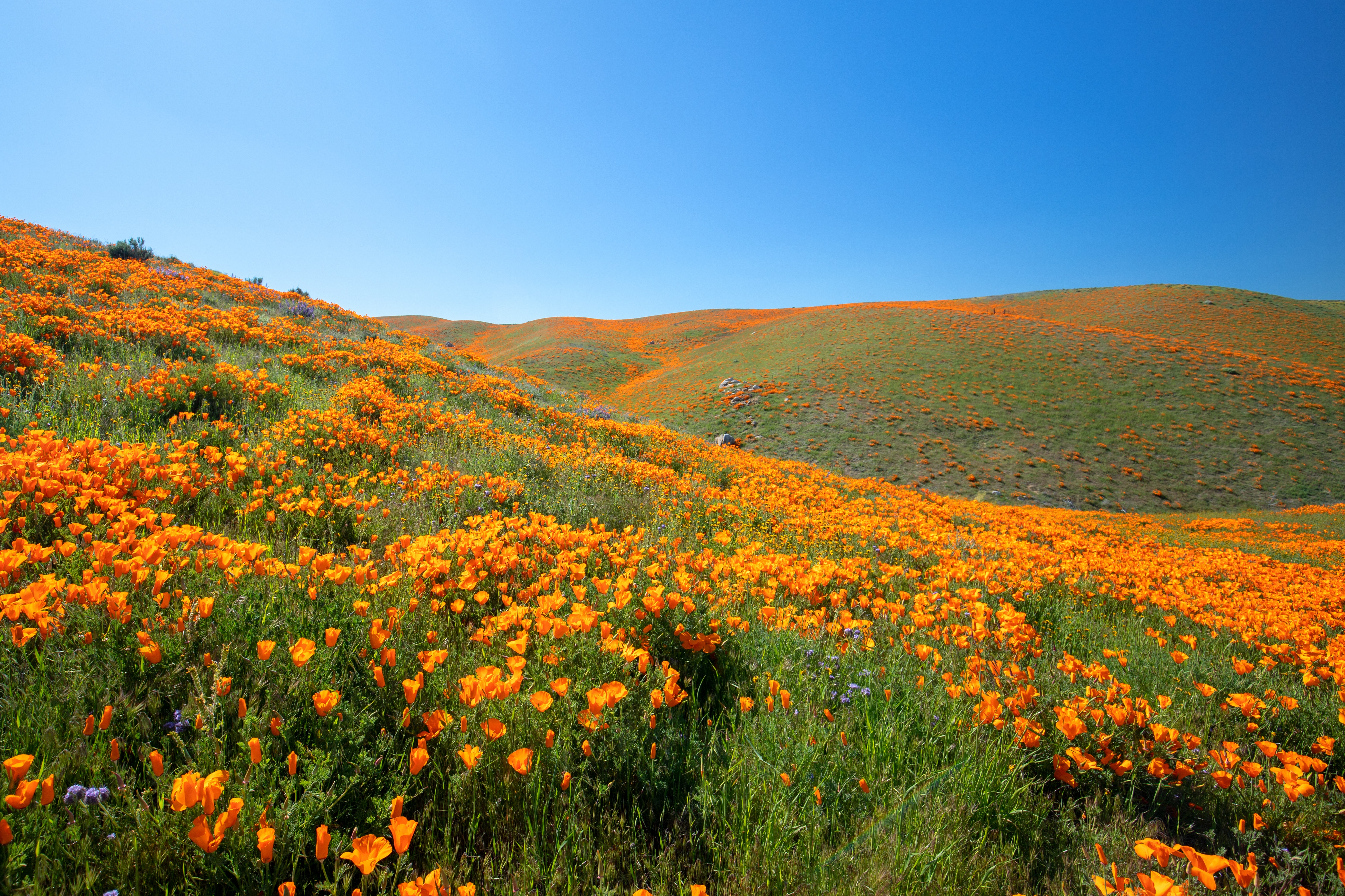 Say hello to the super bloom!